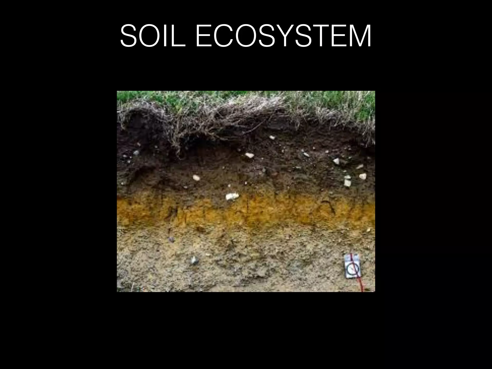 Soil ecosystem and rocks copia | PPT