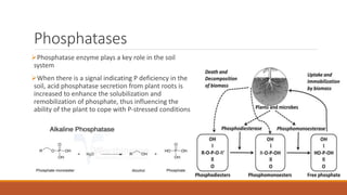 SOIL ENZYMES.pptx