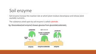 SOIL ENZYMES.pptx