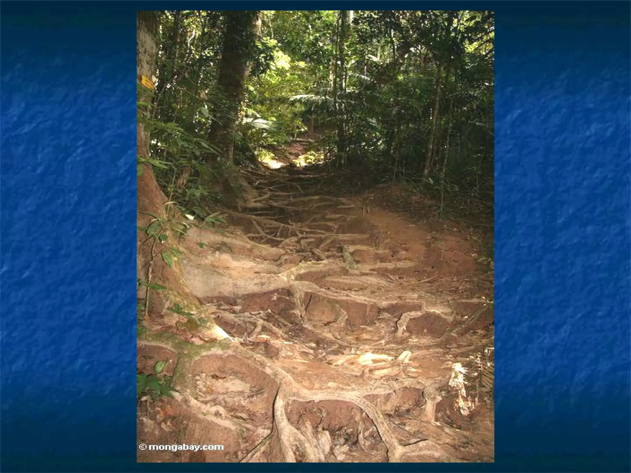Soil Erosion | PPT