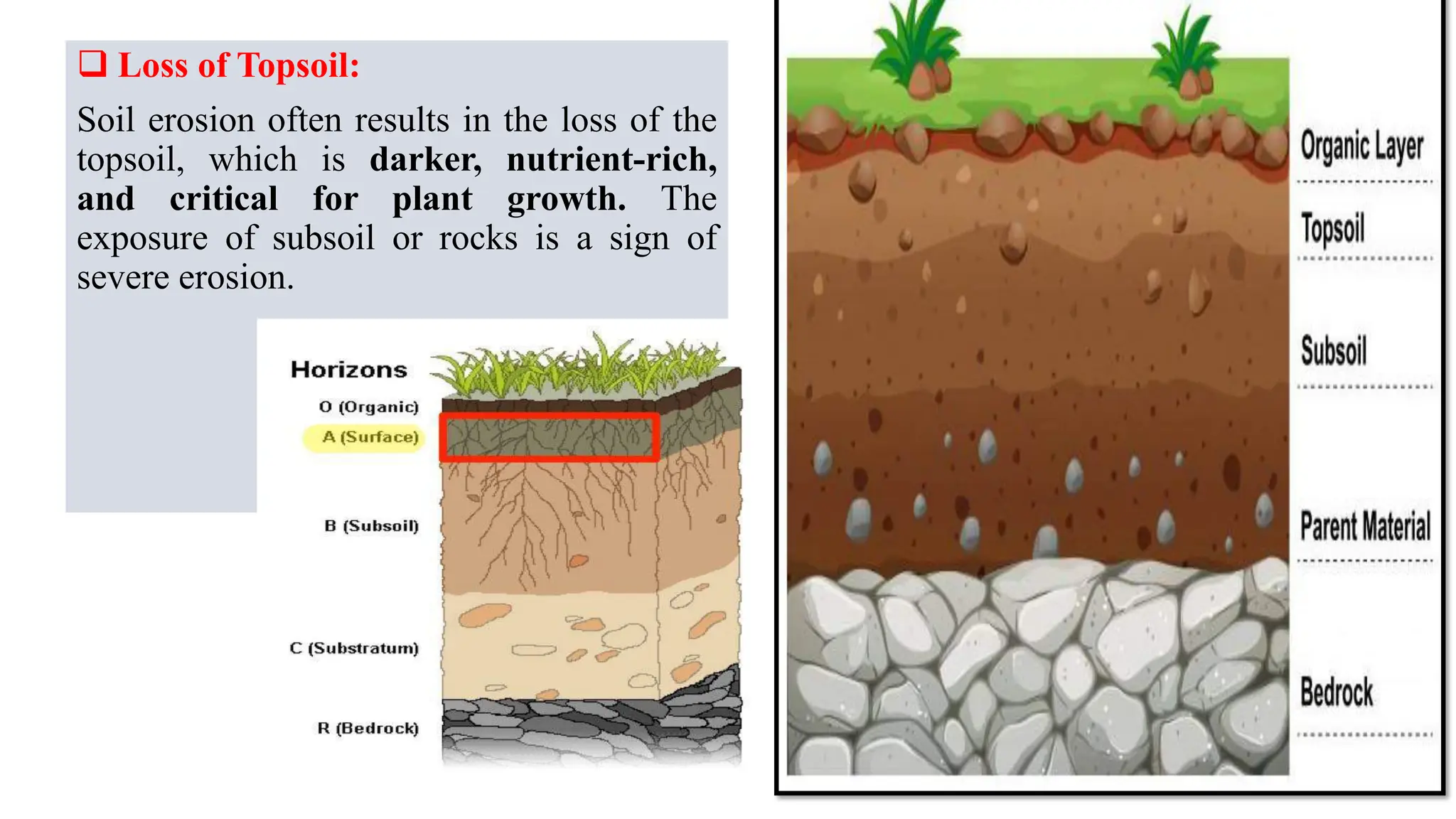 Soil erosion-History, distribution, identification, forms, impact of soil erosion and strategies ...