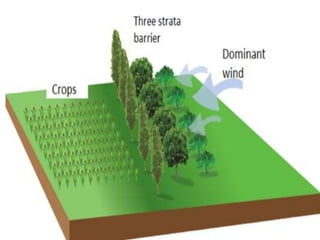 Soil erosion control measures | PPTX