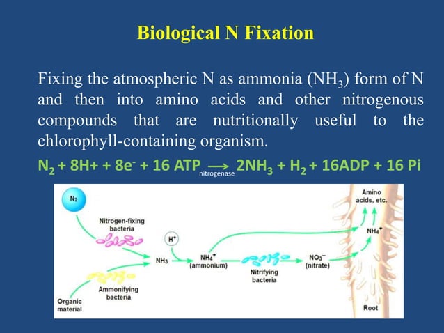 Fate of Nitrogen fertilizer in soil - biological nitrogen fixation ...