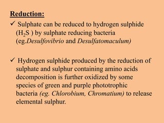Importance of microorganisms in nutrient management | PPTX