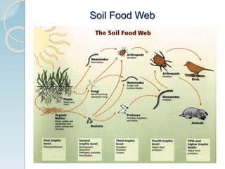 Soil food web and its utility for ecology | PPTX