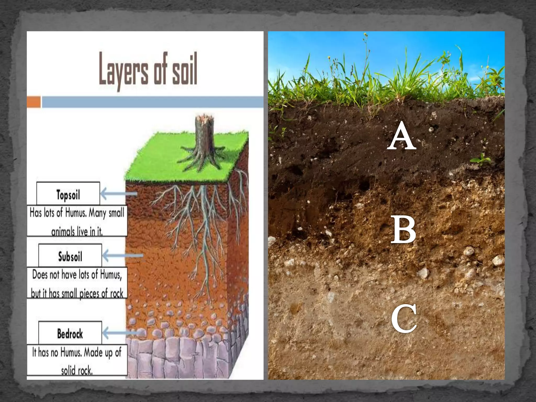 Soil formation | PPTX