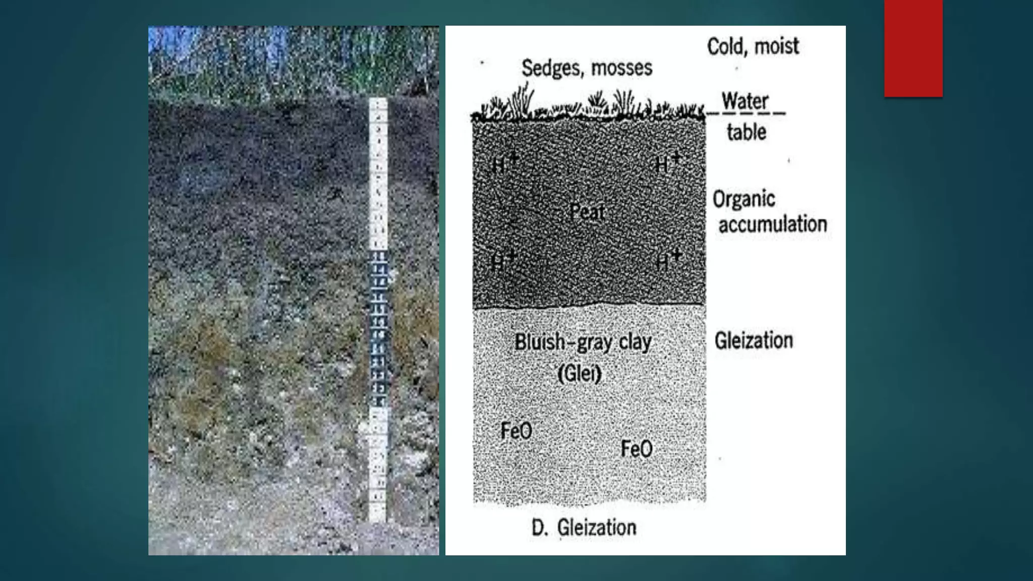 The Process of Soil Formation | PPTX