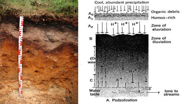 The Process of Soil Formation | PPTX