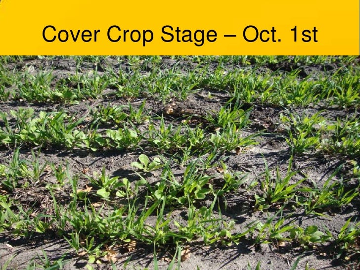 Soil Health – Cover Crops – Relay Cropping