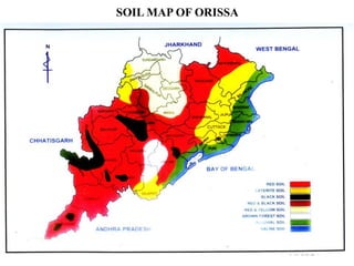SOIL HEALTH MANAGEMENT IN RICE BASED CROPPING SYSTEM IN DIFFERENT LAND ...