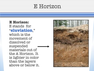 Soil horizons | PPT