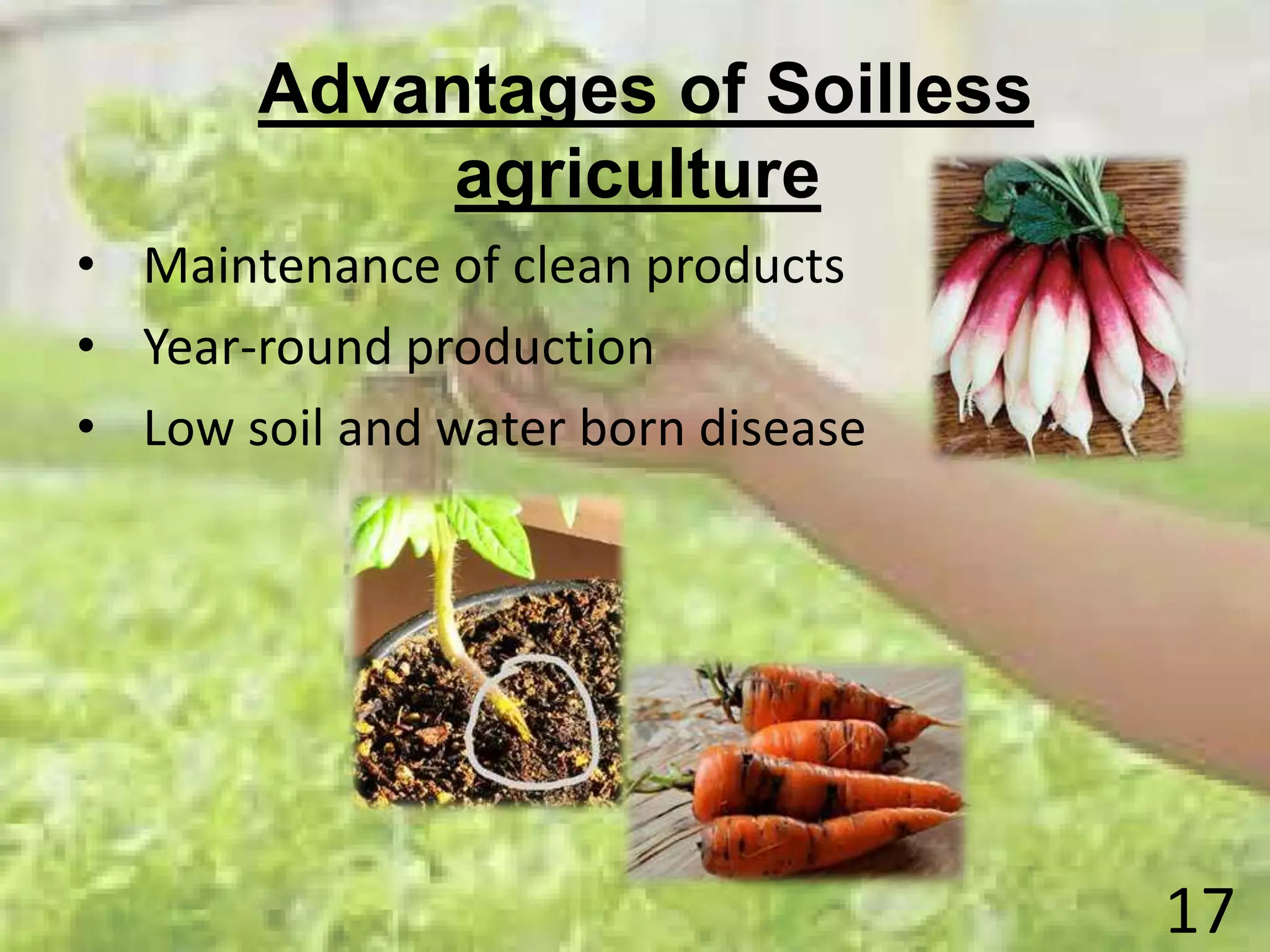 Soilless agriculture | PPTX