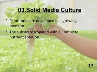 Soilless agriculture | PPTX