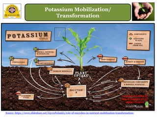 Soil microbiological research with thrust to soil health | PDF