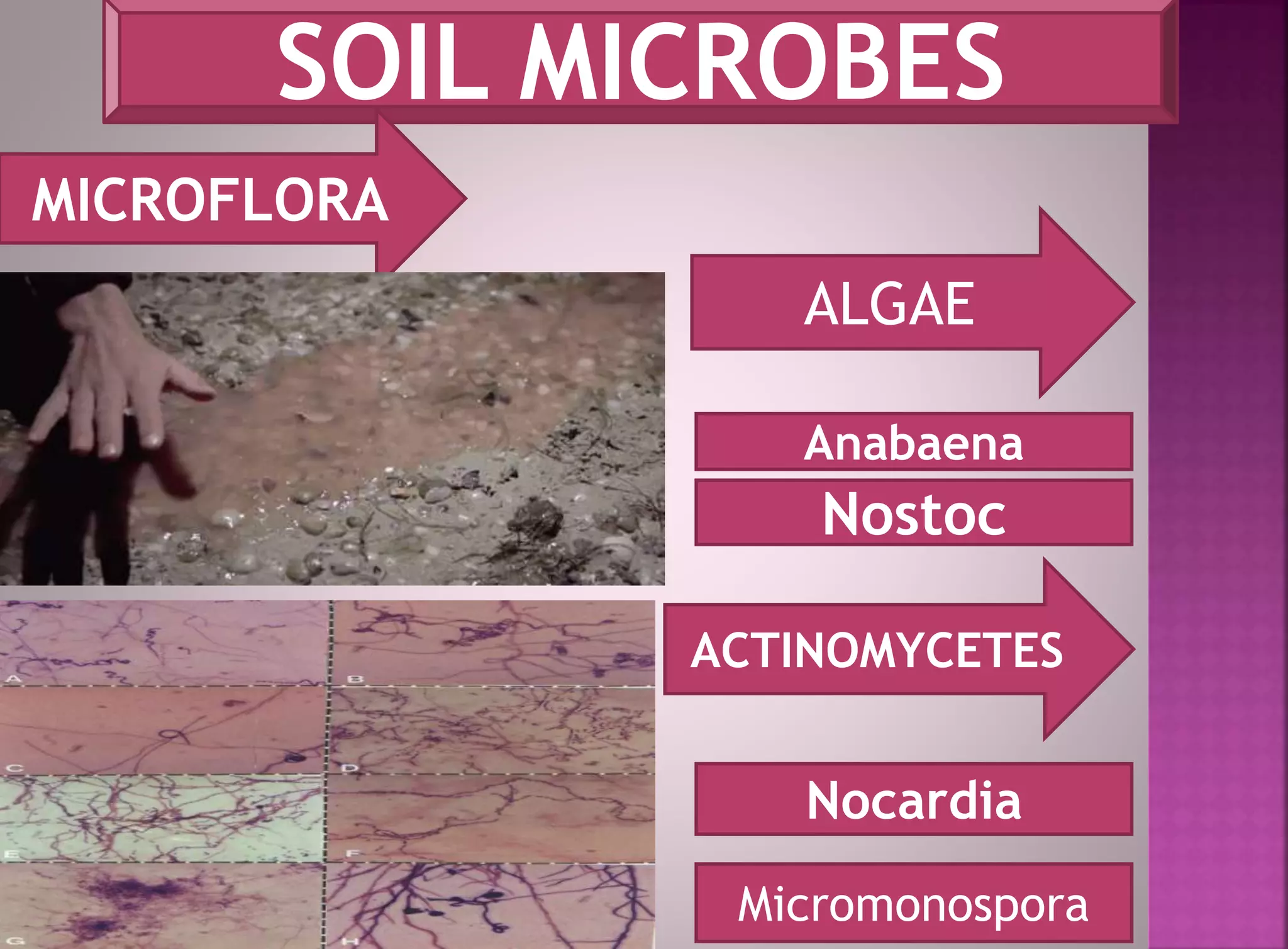 Soil microbiology | PPTX
