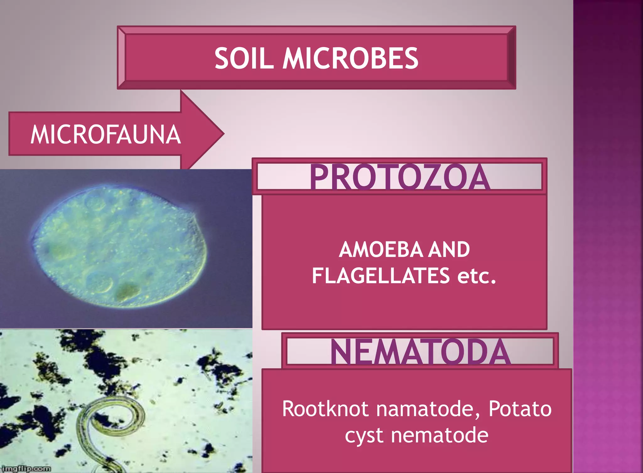Soil microbiology | PPTX