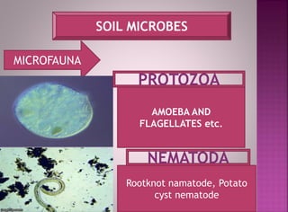 Soil microbiology | PPTX
