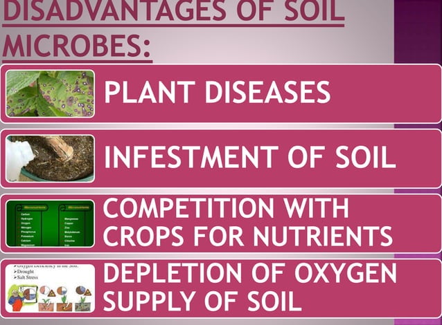 Soil microbiology | PPT