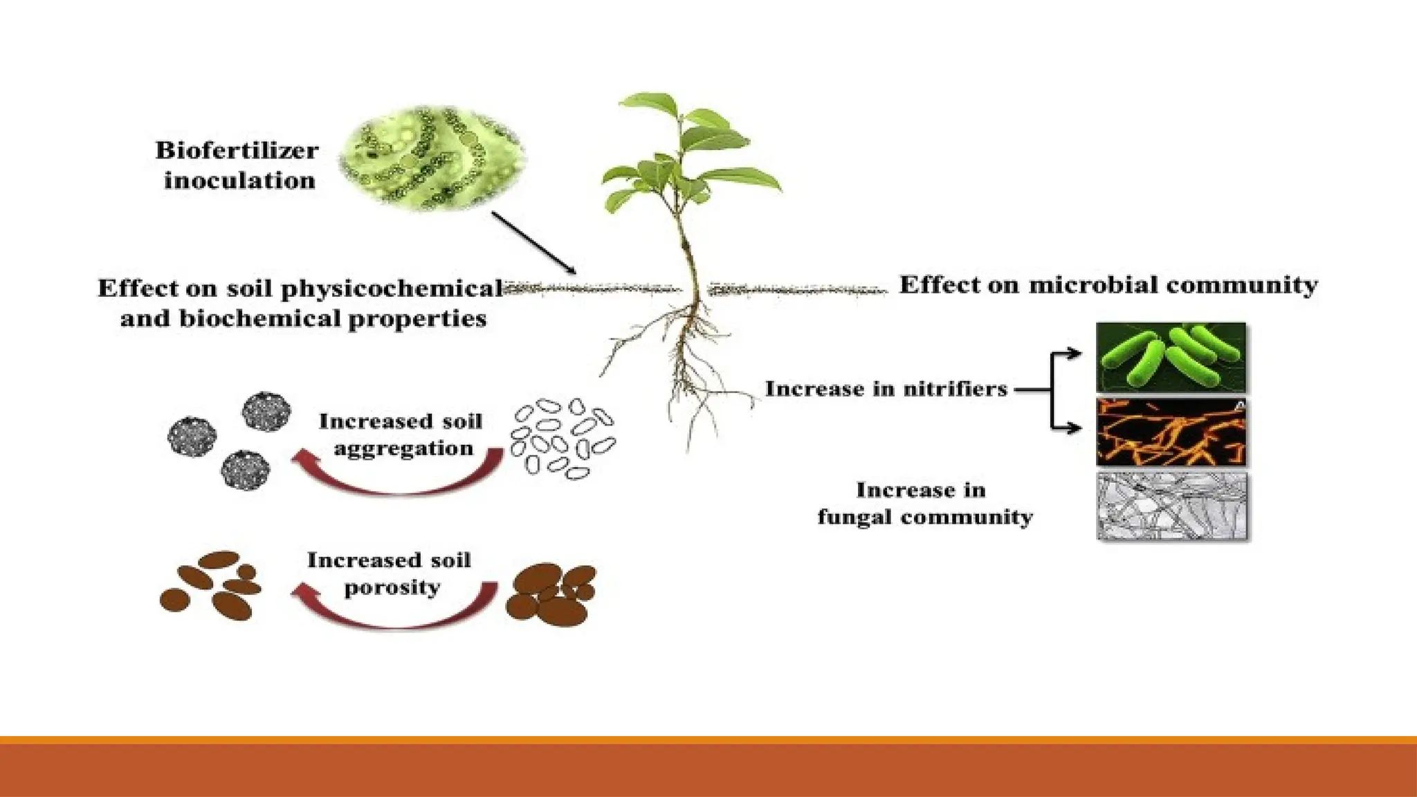 SOIL MICROBIOLOGY and microflora in soil | PPTX
