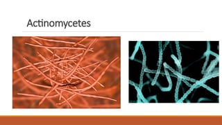 SOIL MICROBIOLOGY and microflora in soil | PPTX | Biological Sciences ...