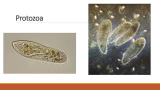 SOIL MICROBIOLOGY and microflora in soil | PPTX | Biological Sciences ...