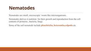 SOIL MICROBIOLOGY and microflora in soil | PPTX