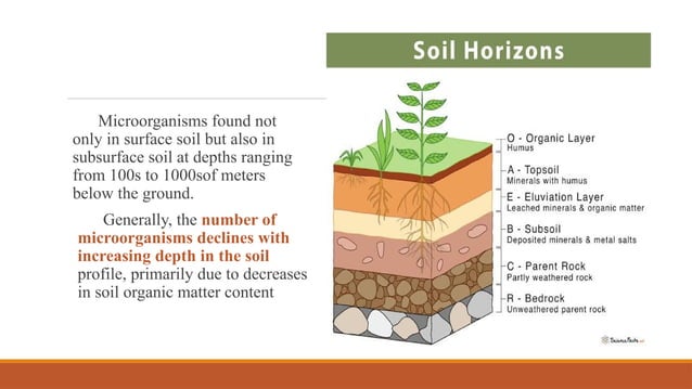 SOIL MICROBIOLOGY and microflora in soil | PPTX | Biological Sciences ...