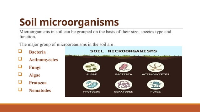 SOIL MICROBIOLOGY and microflora in soil | PPTX | Biological Sciences ...