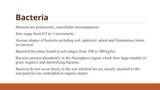 SOIL MICROBIOLOGY and microflora in soil | PPTX