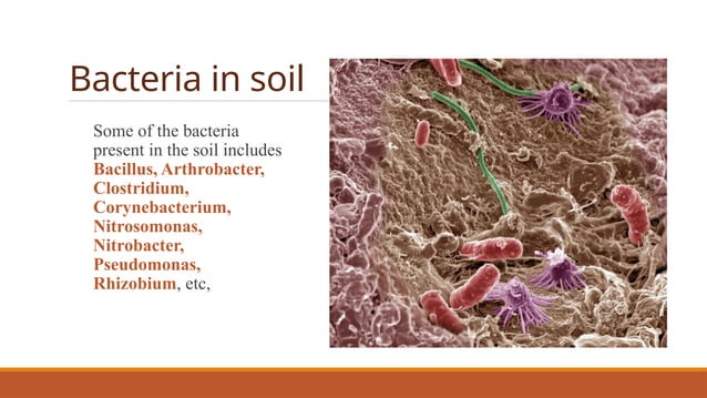 SOIL MICROBIOLOGY and microflora in soil | PPTX | Biological Sciences ...