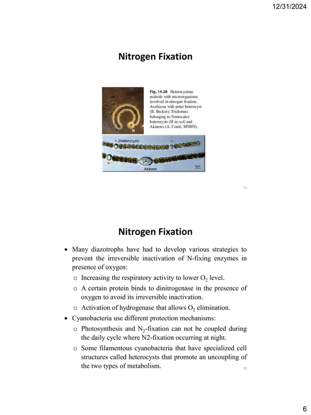 Soil Microbiology part 3 and biogeochemistry 2024.pdf