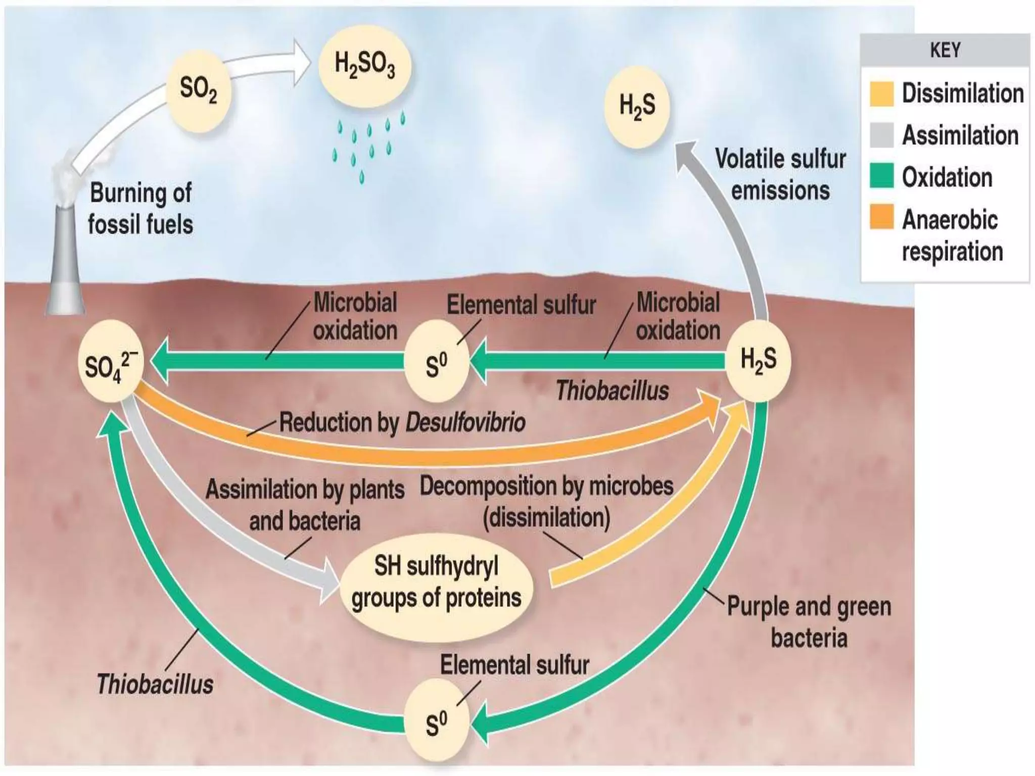 Soil microbiology | PPT