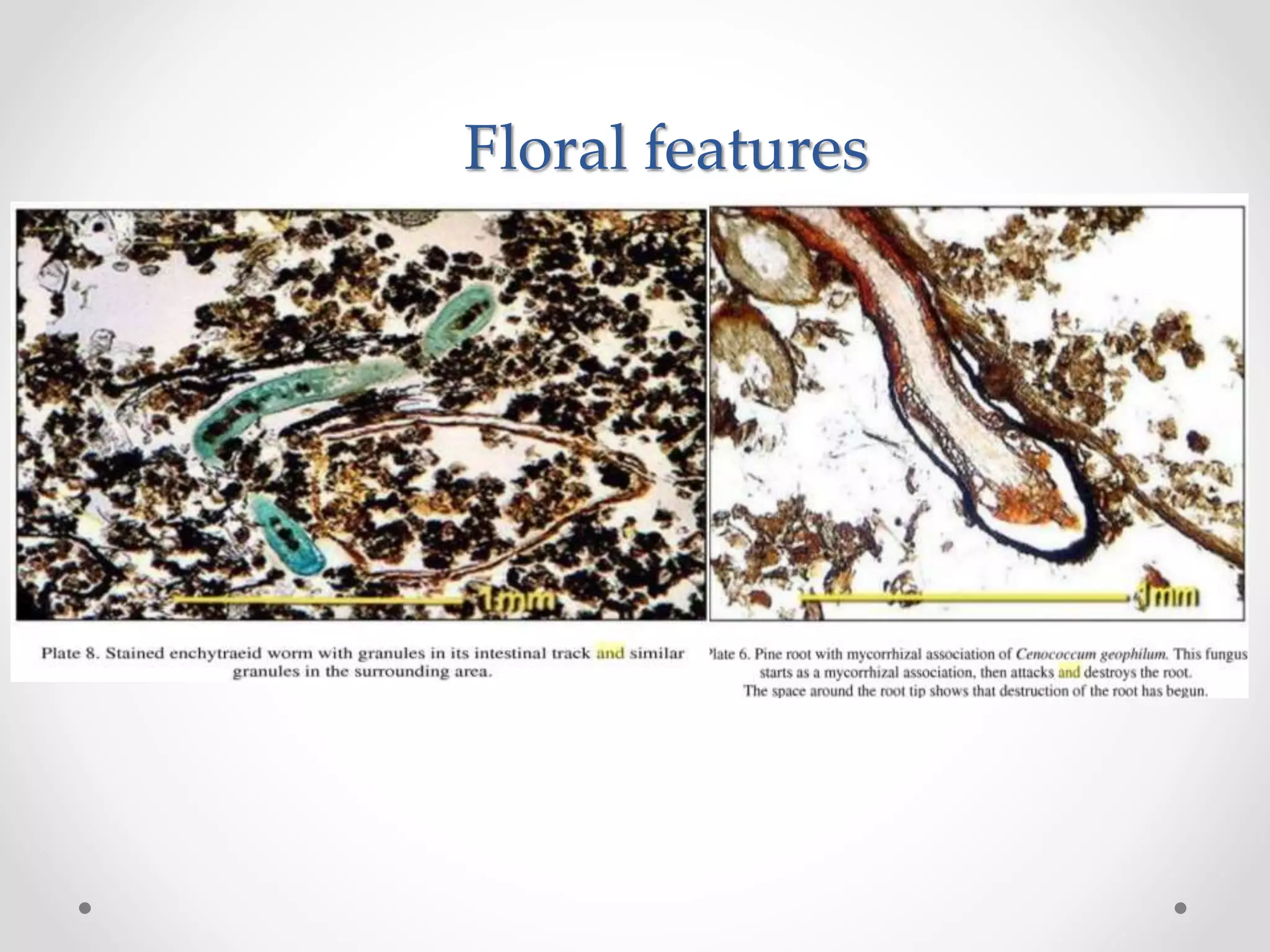 Soil micromorphology | PPTX