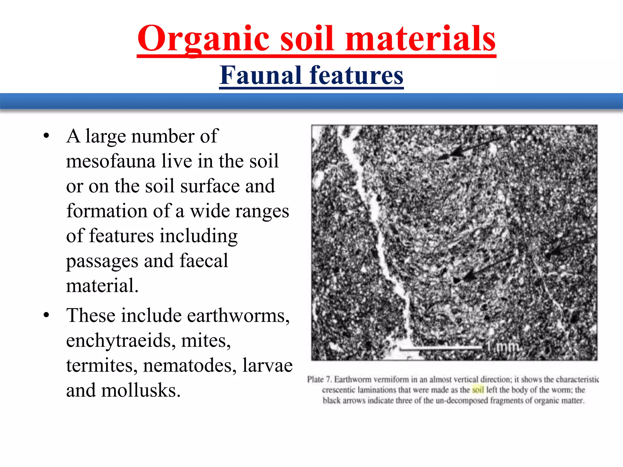 Soil micromorphology | PPTX