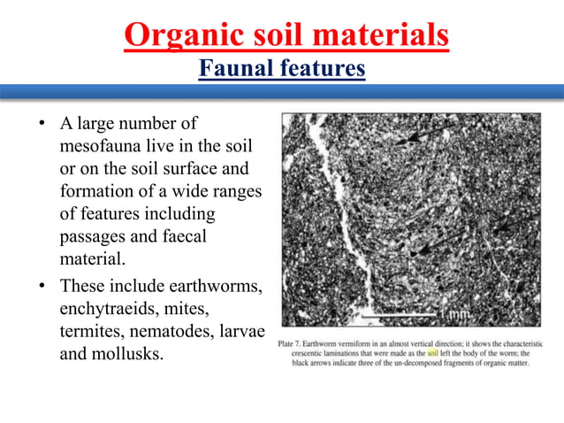 Soil micromorphology | PPTX | Science