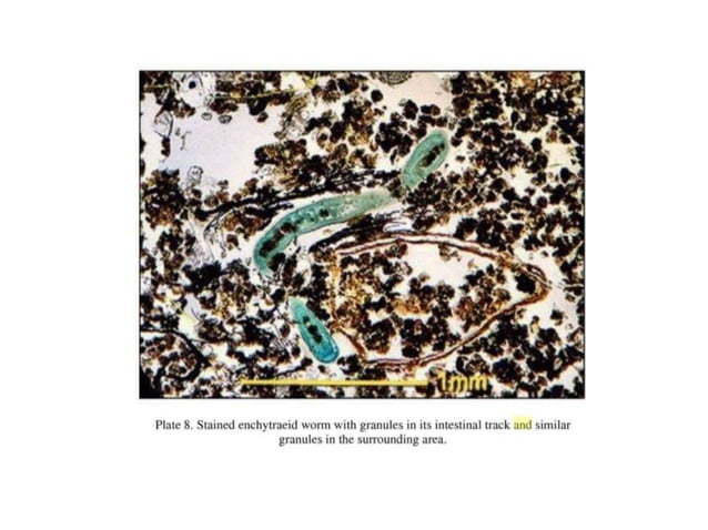 Soil micromorphology | PPTX | Science