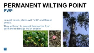 Soil Moisture 101: Need-to-know Basics | PPTX