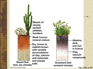 Desert Soil Profile