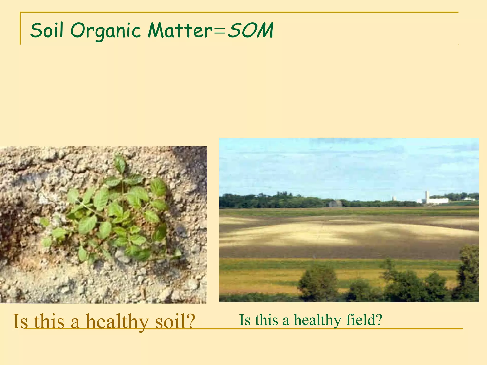Soil organic matter A presentation by Mr.Allah Dad Khan | PPT