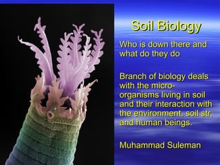 Soil organisms | PPT