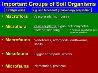 Soil organisms | PPT