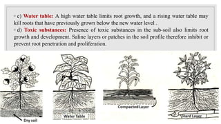 Soil – plant and plant – water relations | PPTX