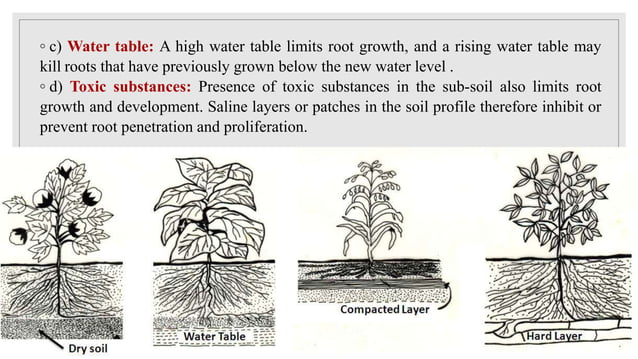 Soil – plant and plant – water relations | PPTX | Agriculture | Industries