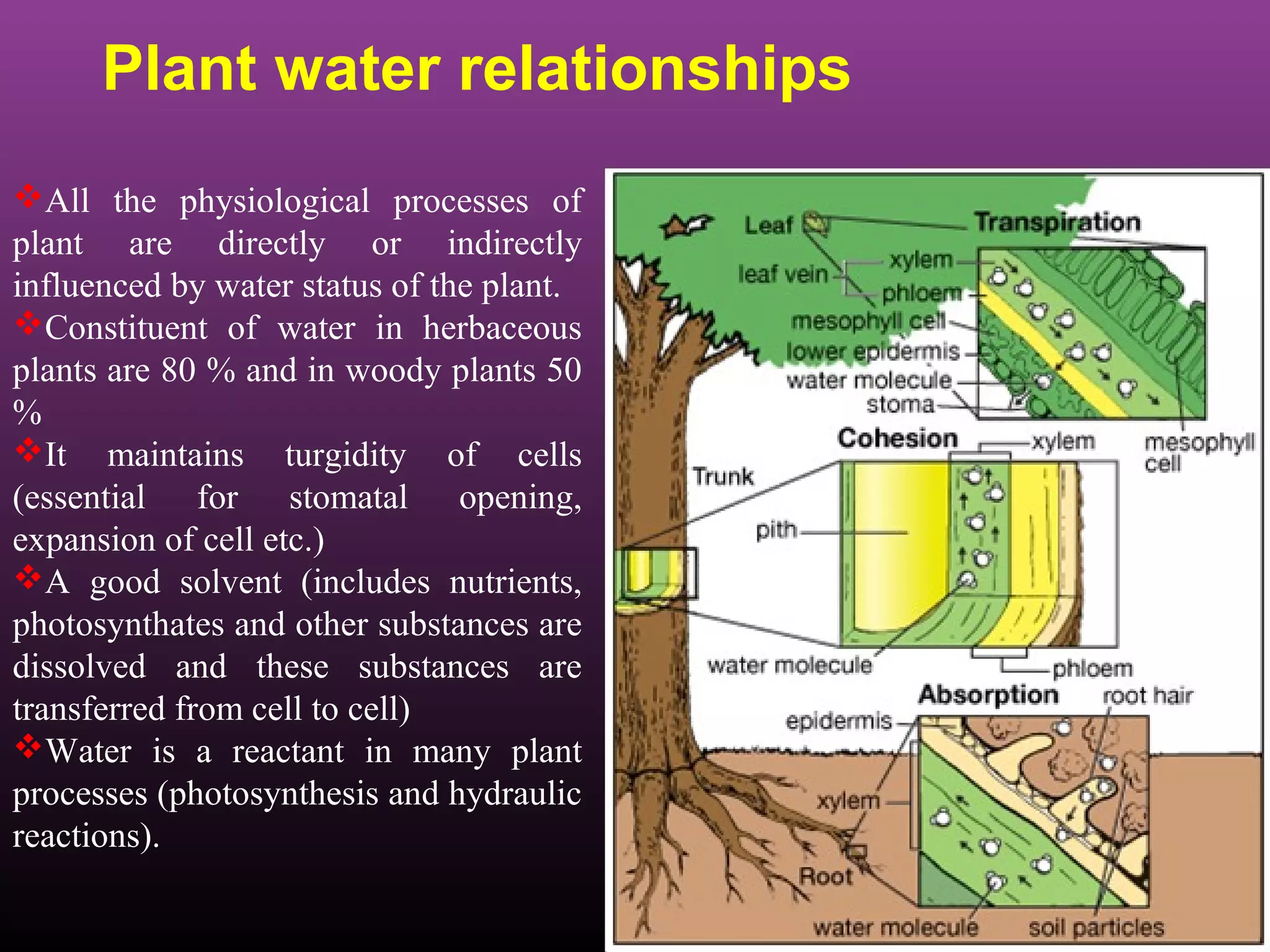 Soil plant water relationships | PPT