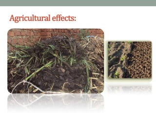 Soil pollution | PPTX