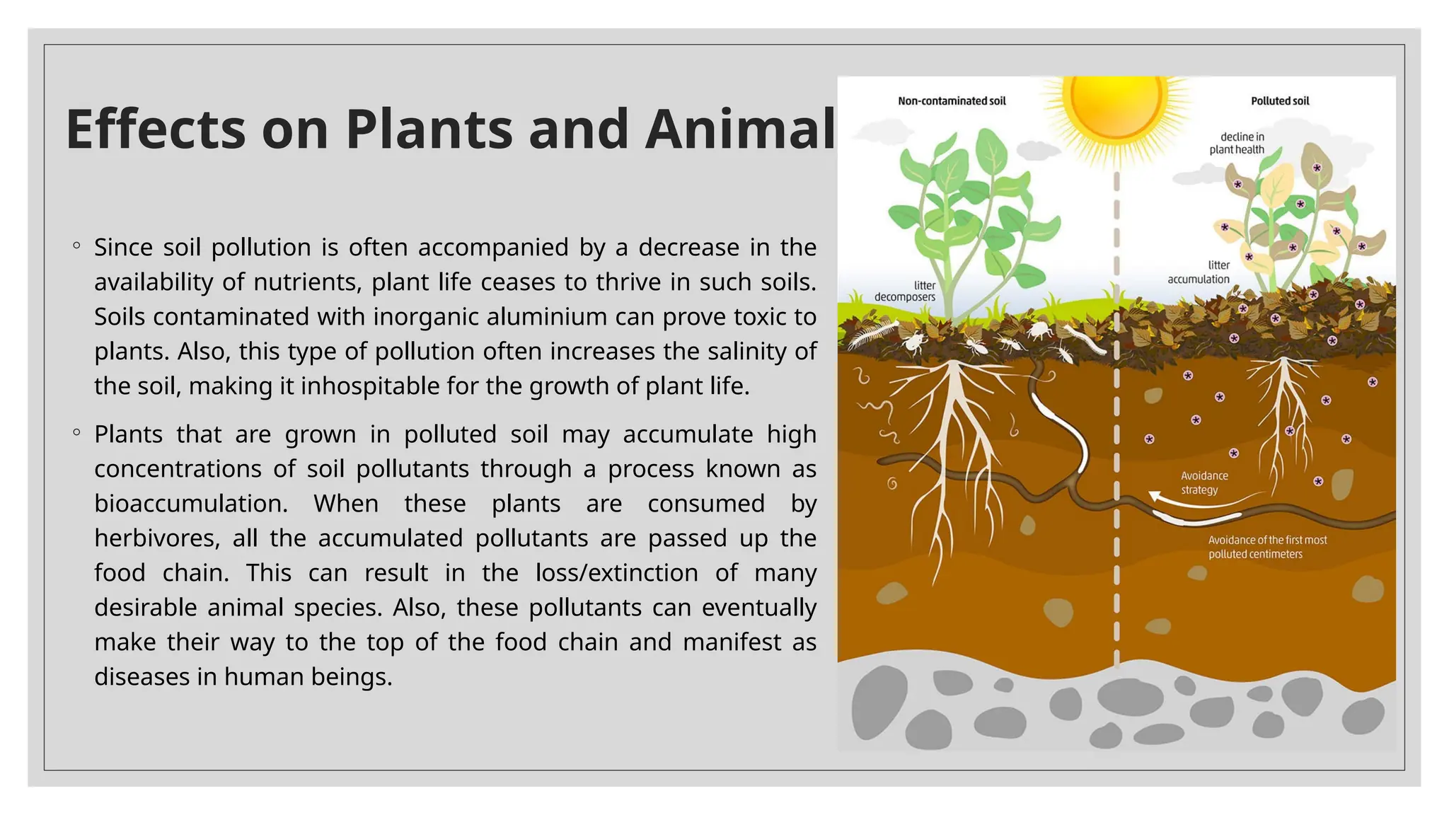 Soil Pollution and its harmful effects on the environment. | PPTX