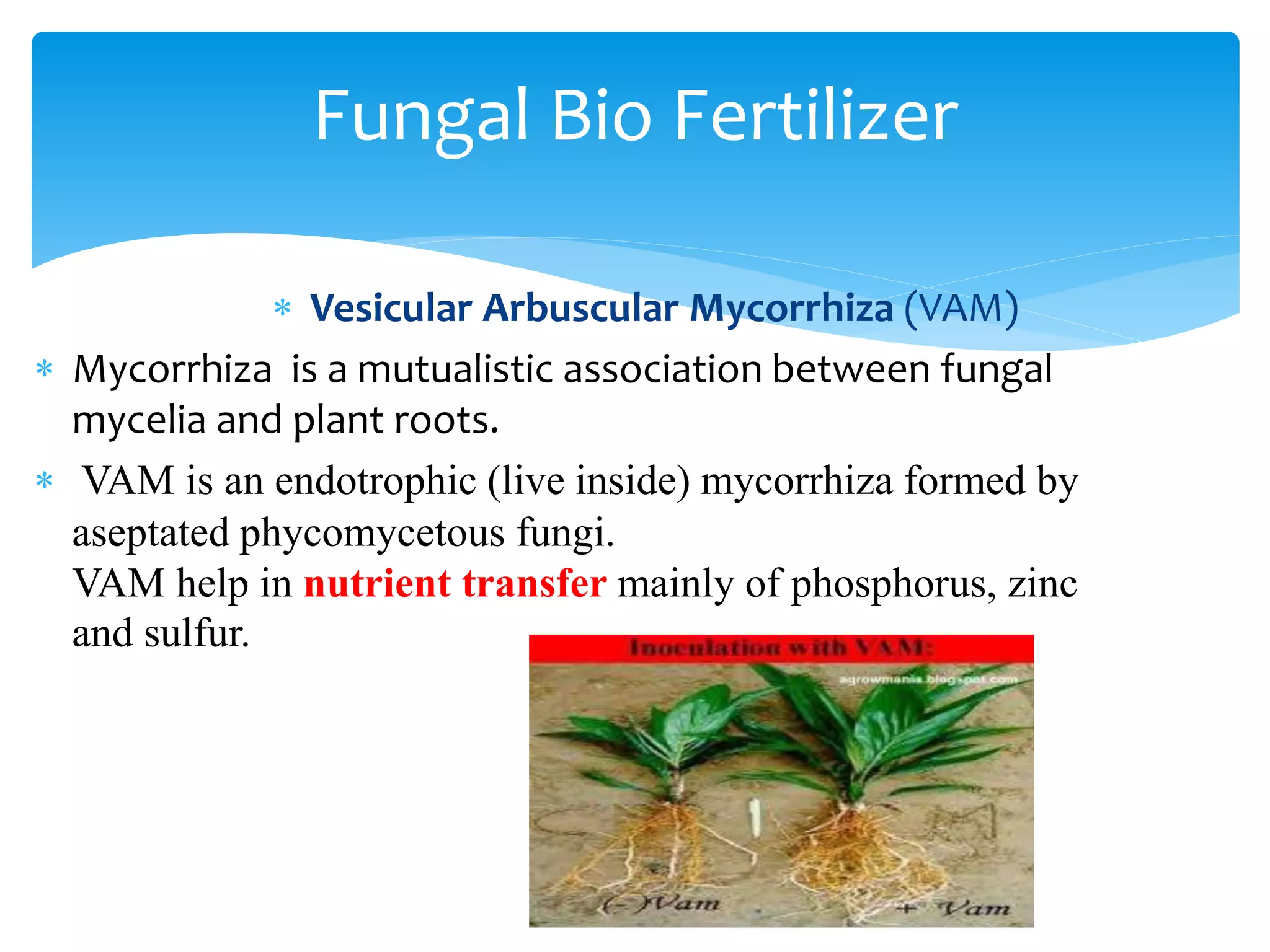 role of bio fertlizer for the improvment of soil fertlity | PDF