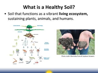 SSAWG 2020 - Regenerating Soils Using the Five Principles of Soil ...