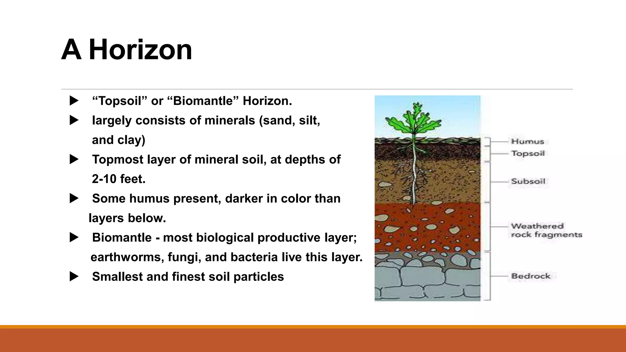 Soil profile & horizonation | PPTX