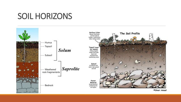 Soil profile & horizonation | PPTX | Geology | Science